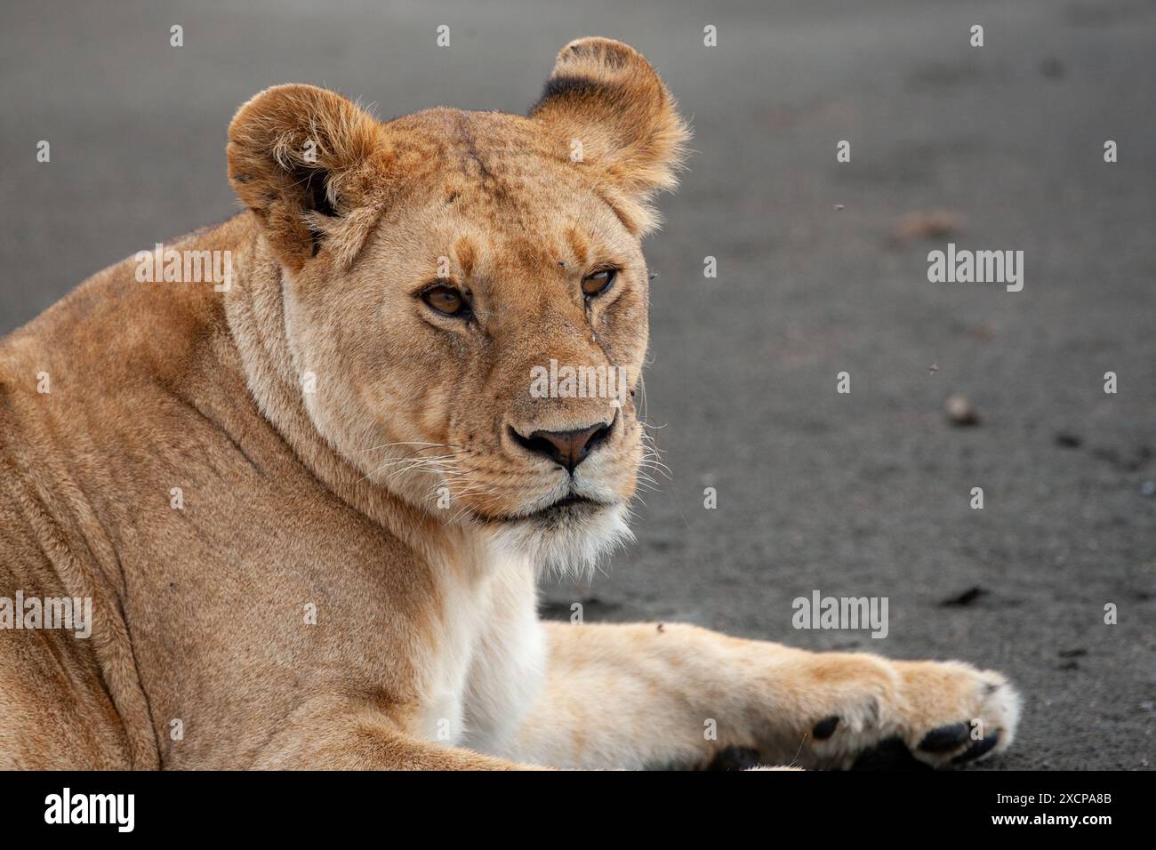 Portrait african lioness panthera hi-res stock photography and images ...