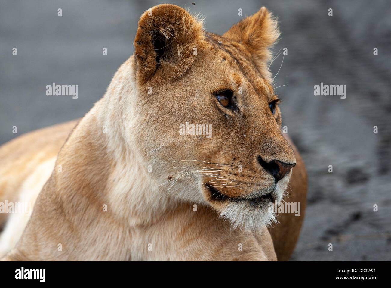 Portrait african lioness panthera hi-res stock photography and images ...