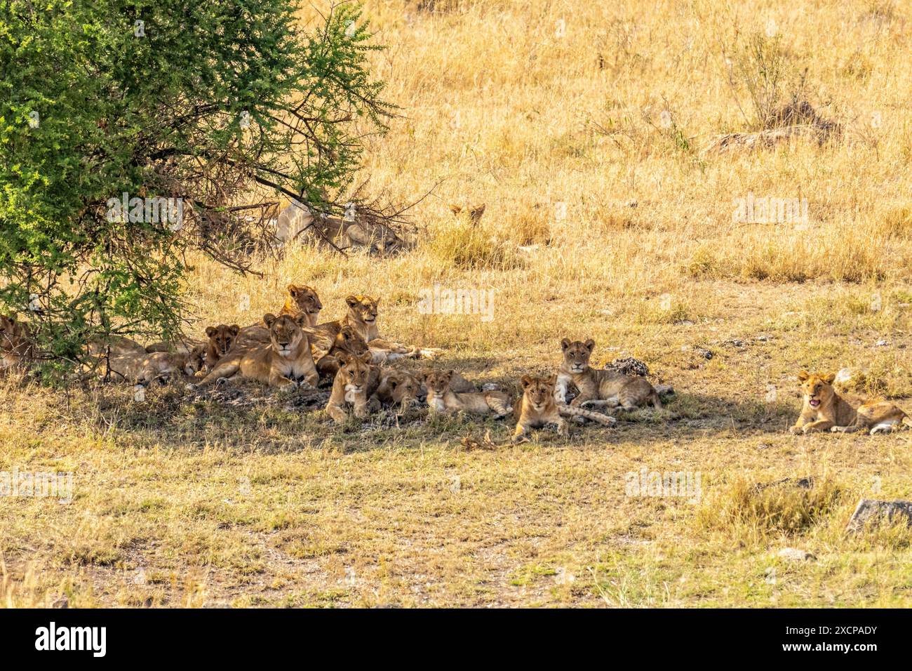Pack wildlife hi-res stock photography and images - Alamy