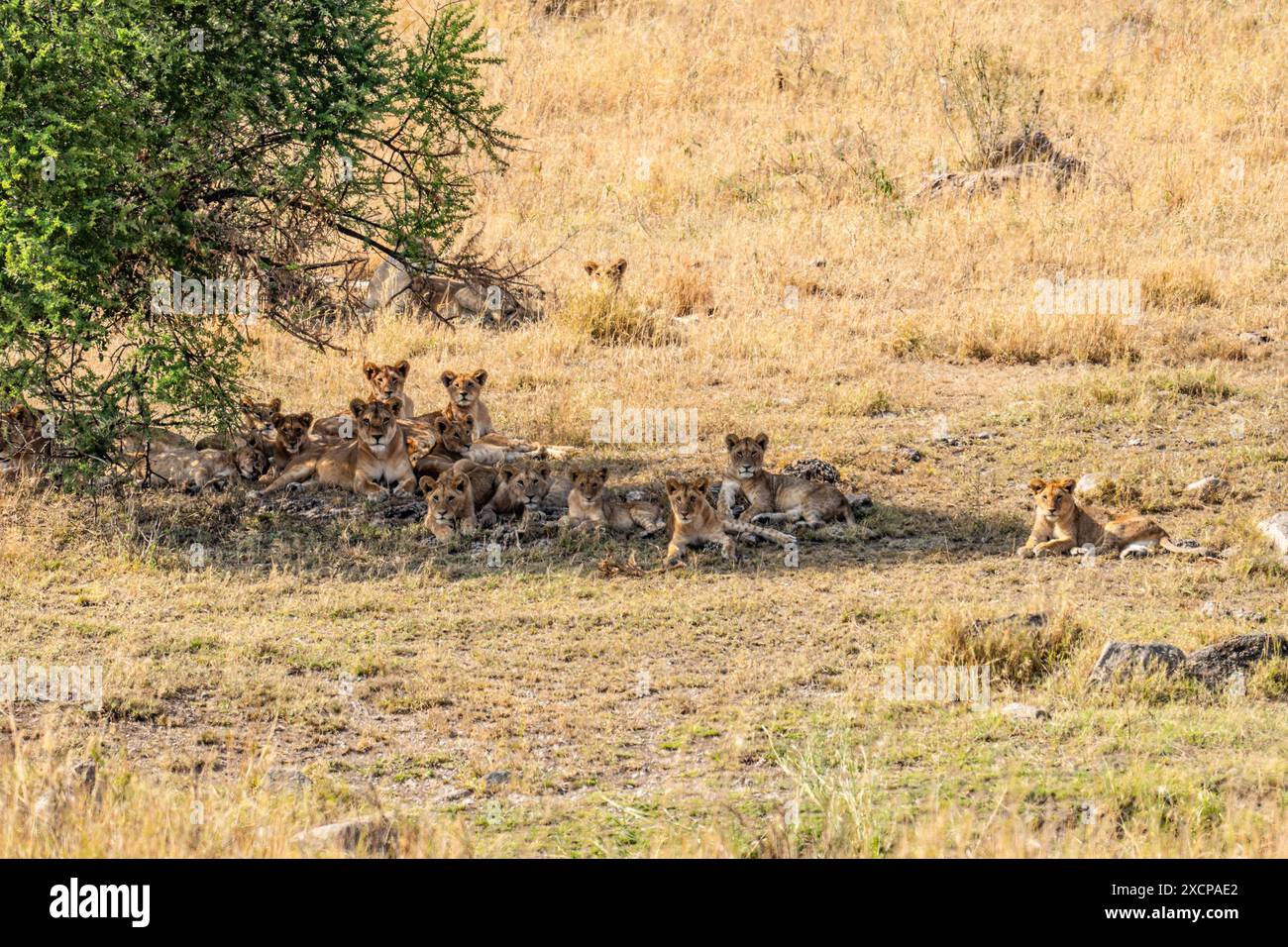 Icon pack hi-res stock photography and images - Alamy