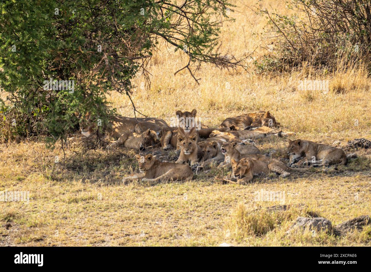pack of lion cubs Stock Photo - Alamy