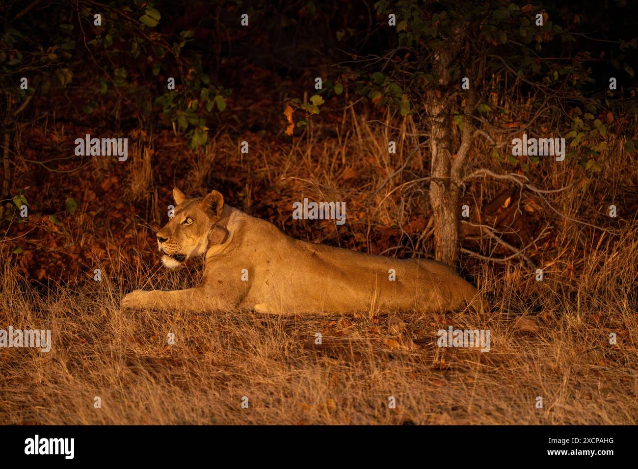 lioness with radio transmitter on her neck at night time Stock Photo ...