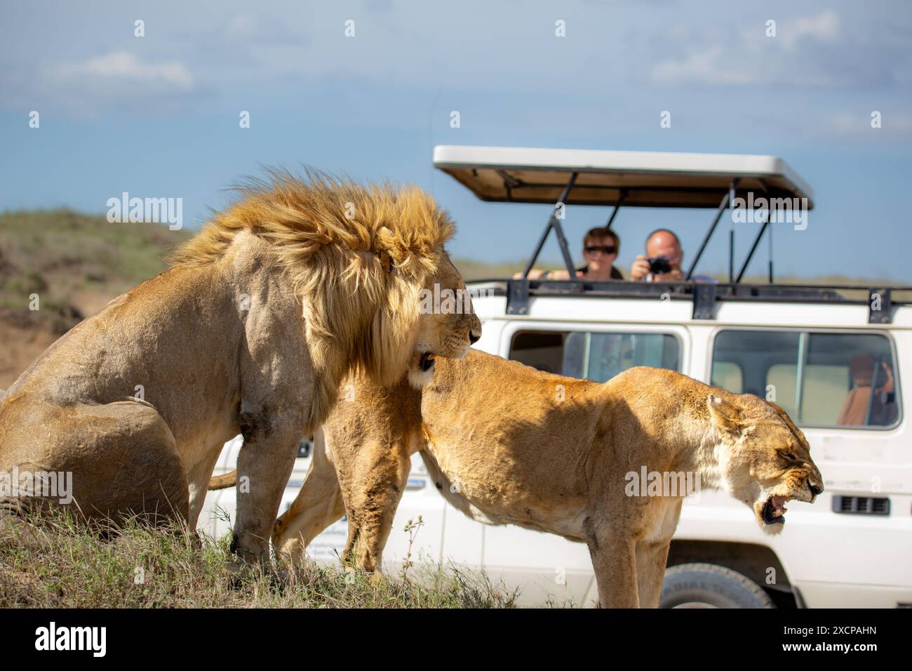Lion and lioness during pre-mating courtship Serengeti Reserve Tanzania ...