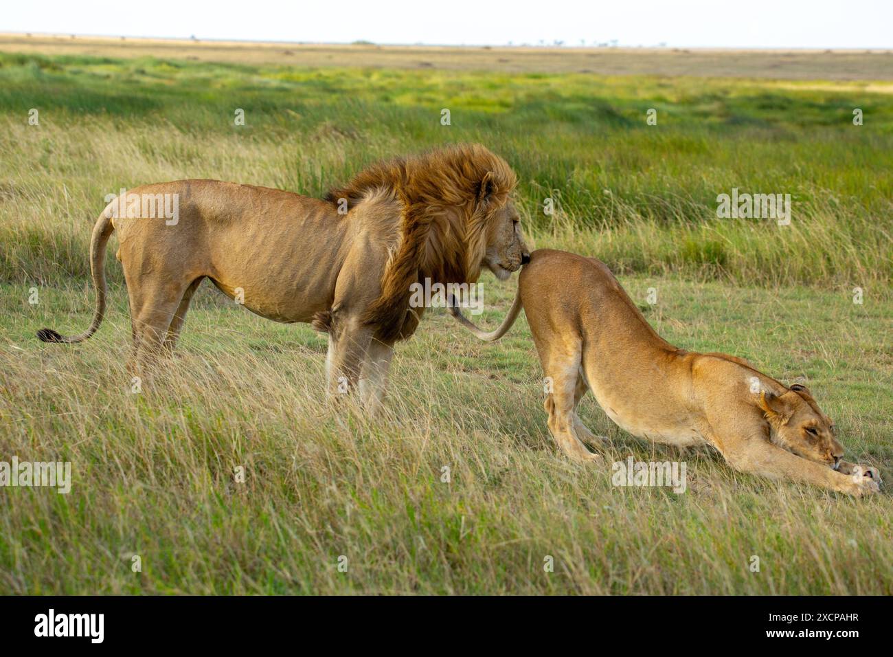 Lion and lionessLion during pre-mating courtship Serengeti Reserve ...
