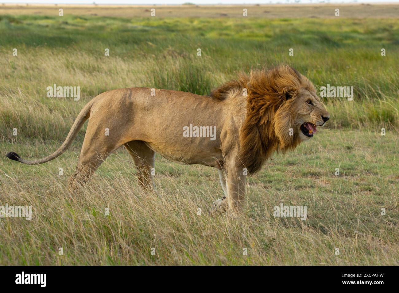 Leo the lion mascot hi-res stock photography and images - Alamy