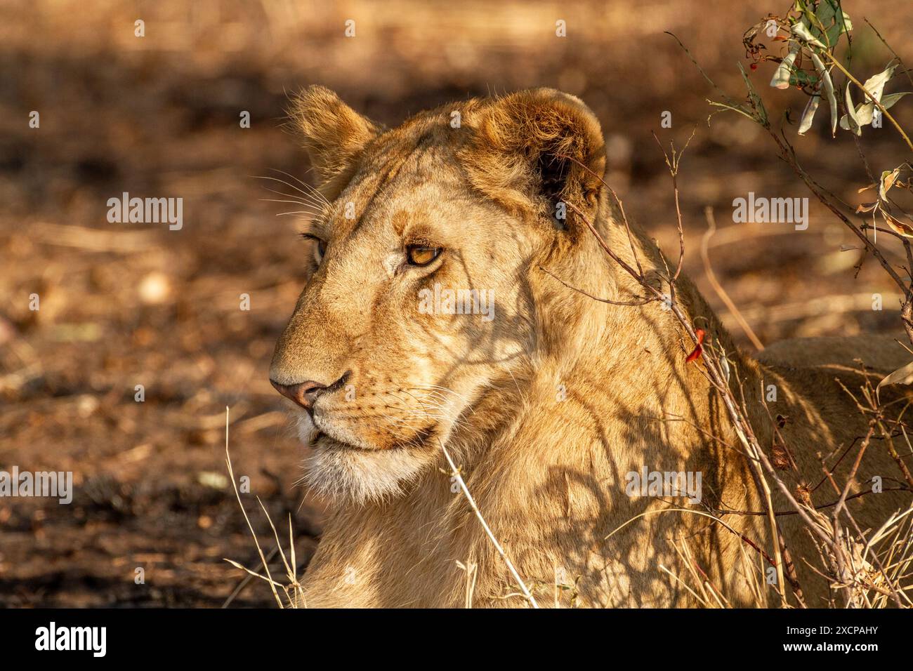 Young lion hi-res stock photography and images - Alamy