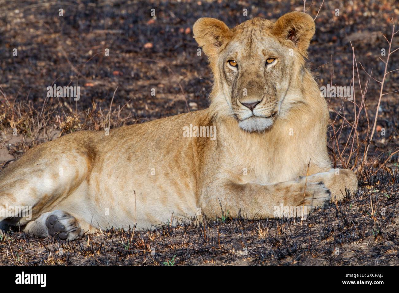 Young lion hi-res stock photography and images - Alamy
