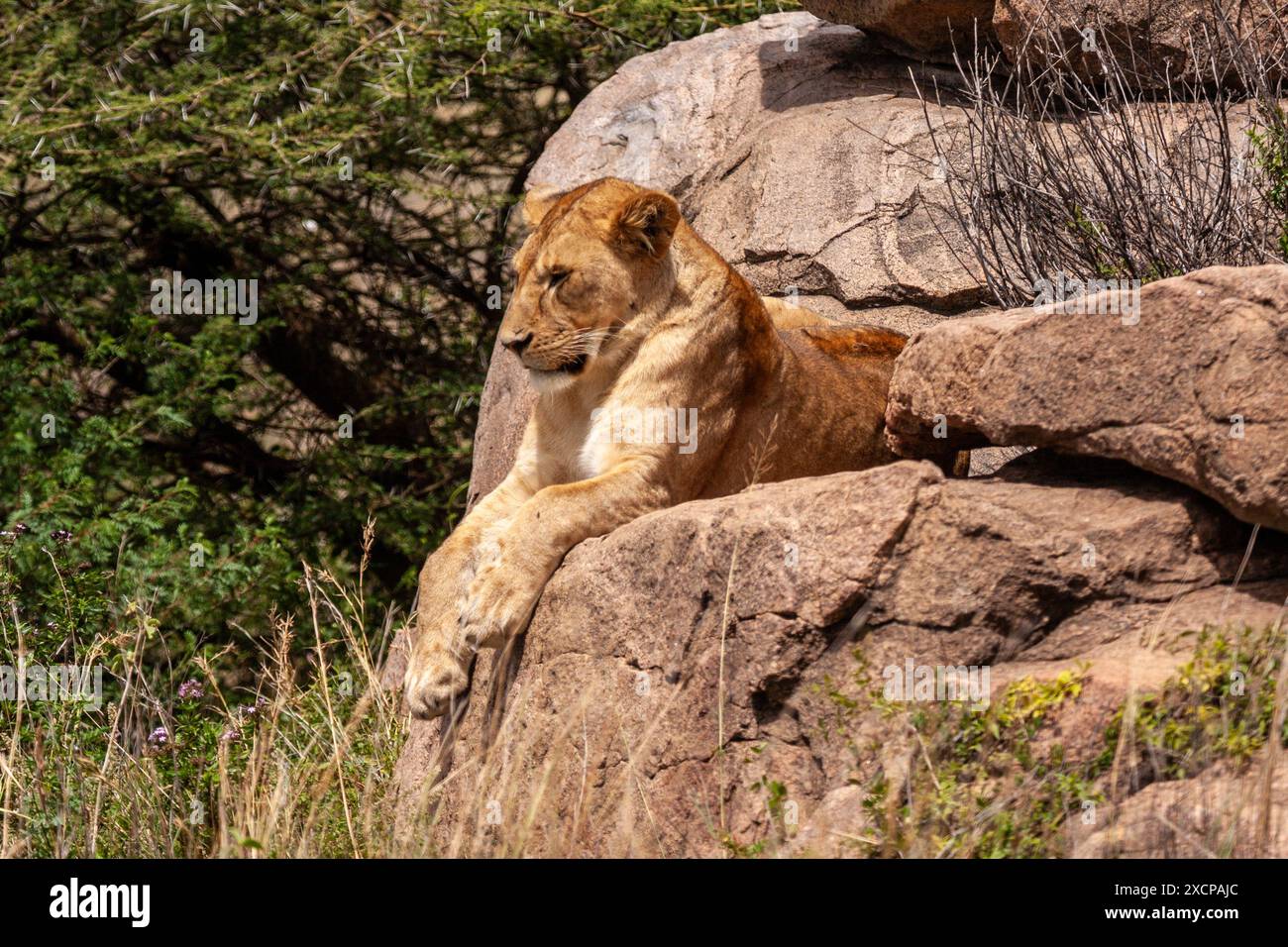 Lioness panthera leo face hi-res stock photography and images - Alamy