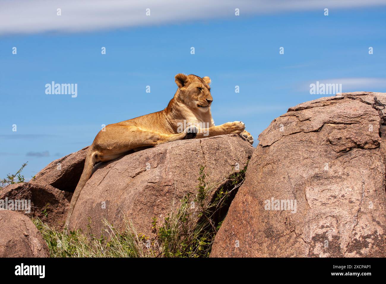 lioness resting on rocks in the Serengeti Stock Photo - Alamy