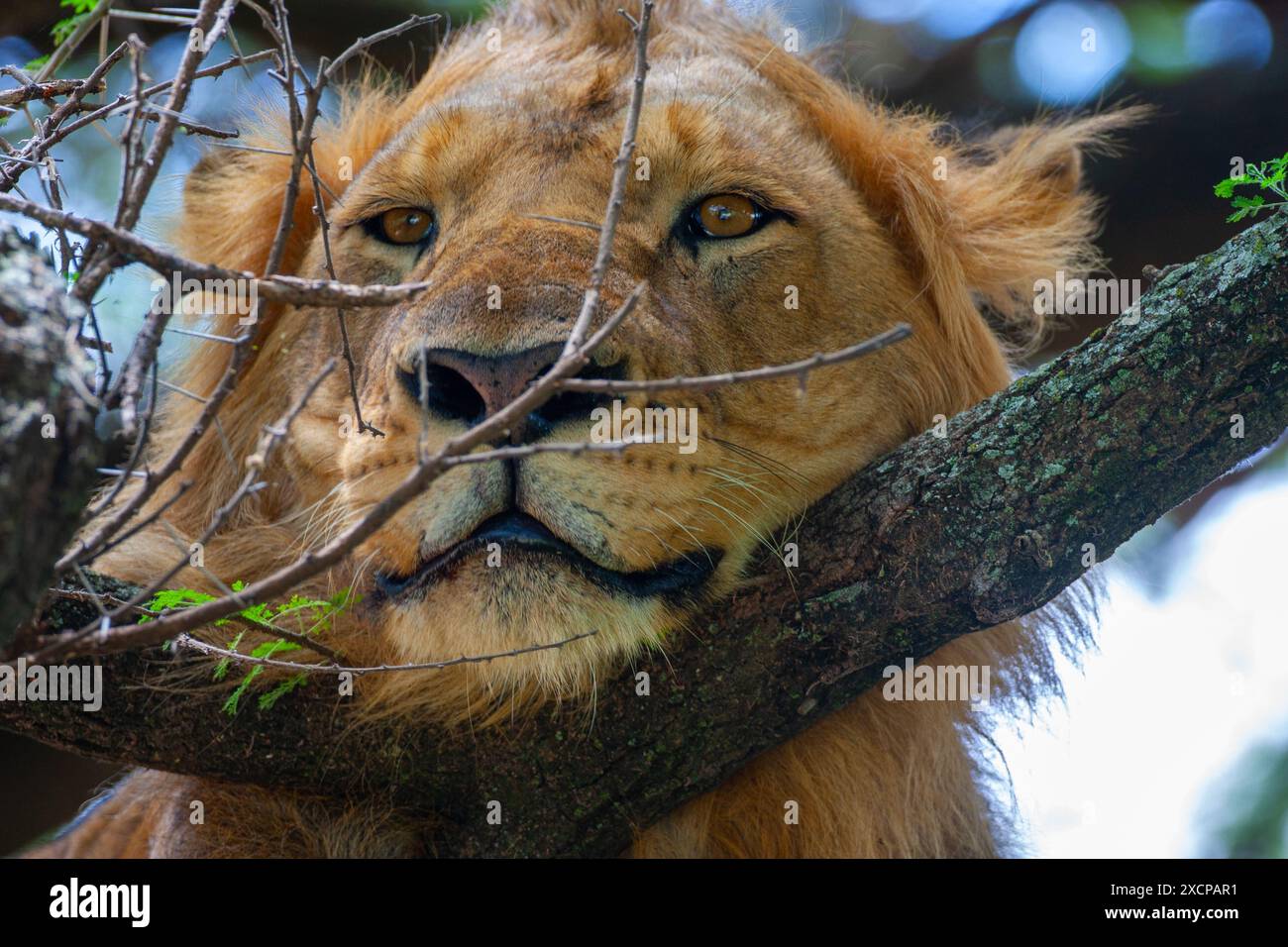 Lion resting on tree hi-res stock photography and images - Alamy
