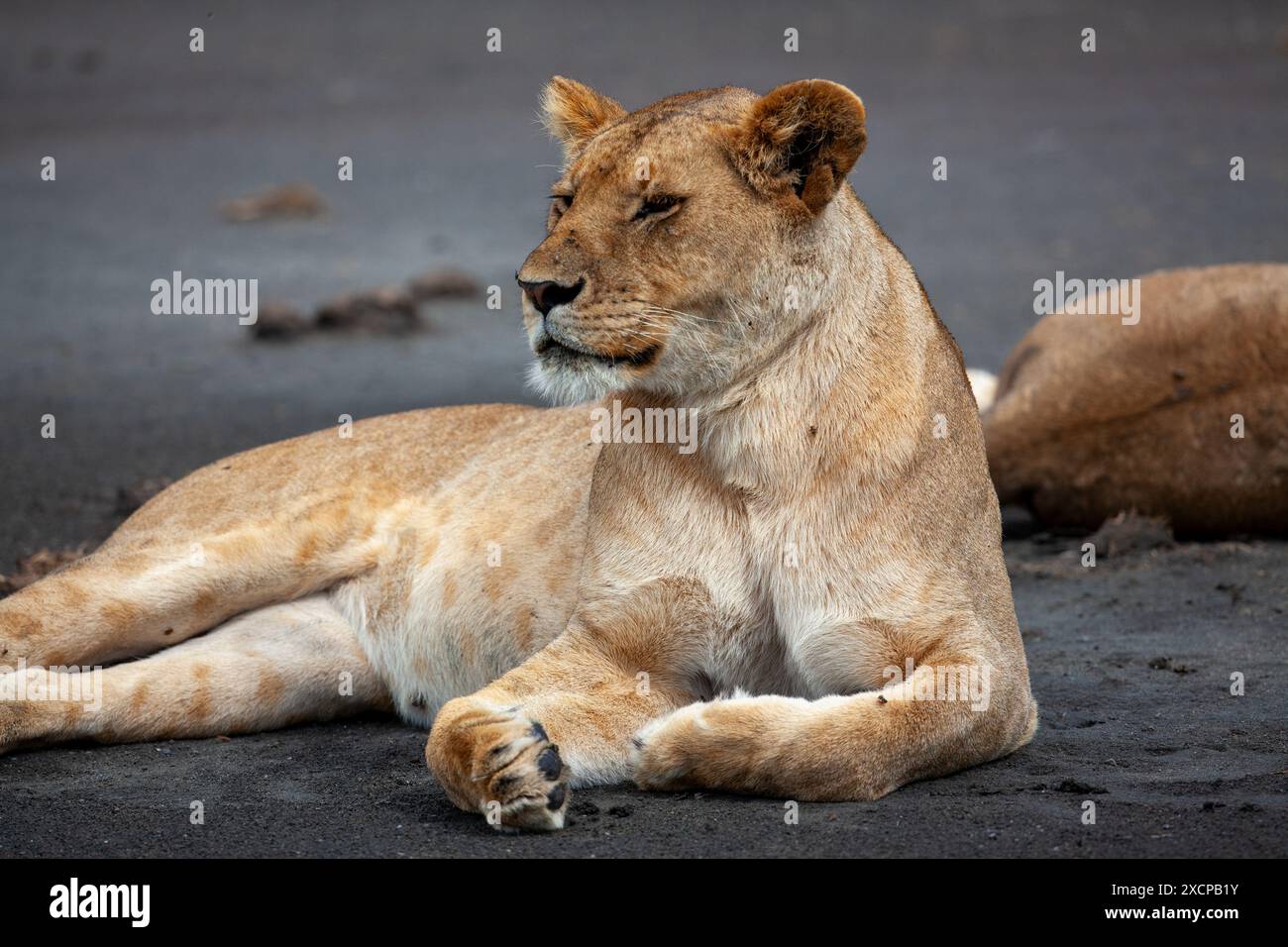 Lioness head portrait Stock Photo - Alamy