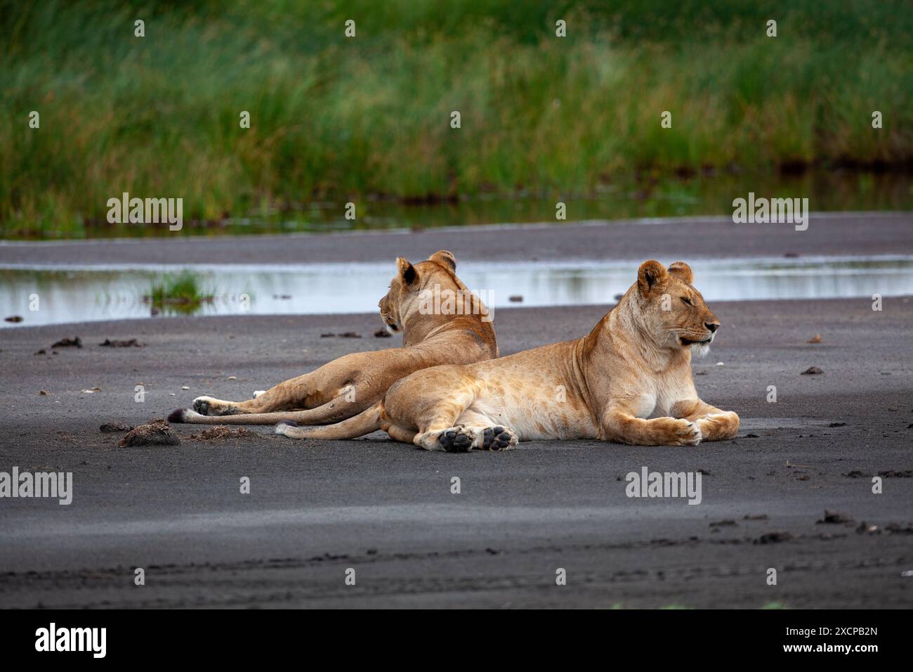 African wildlife feline hi-res stock photography and images - Alamy