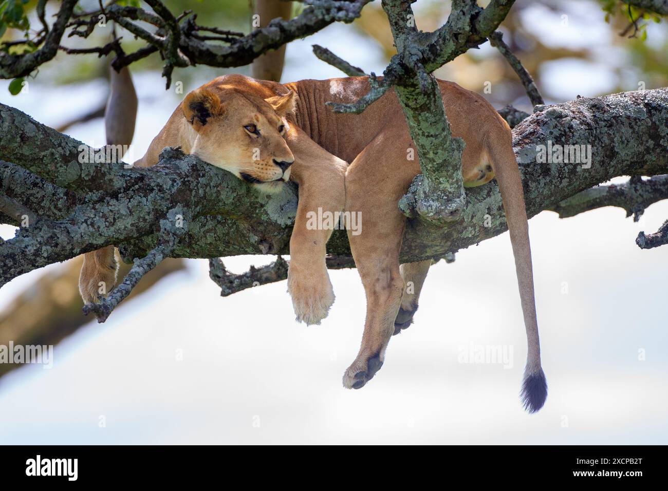 Lioness resting on a tree Stock Photo - Alamy