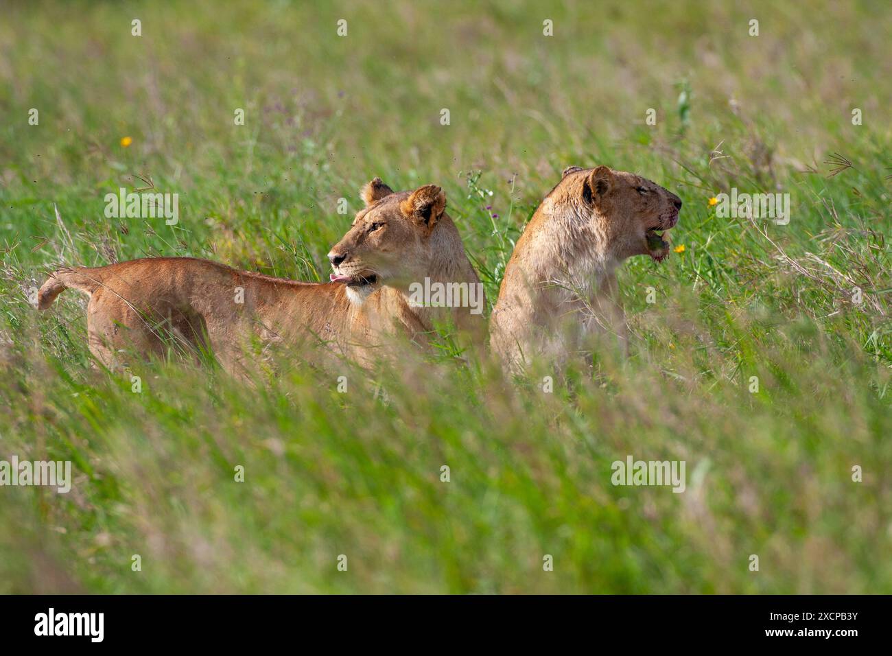 African savanna lion lioness hi-res stock photography and images - Alamy