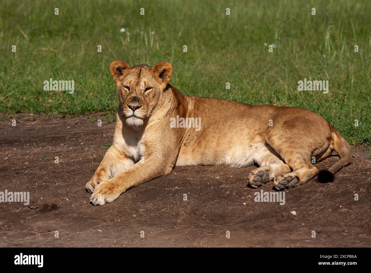 Lion lioness african savanna hi-res stock photography and images - Alamy
