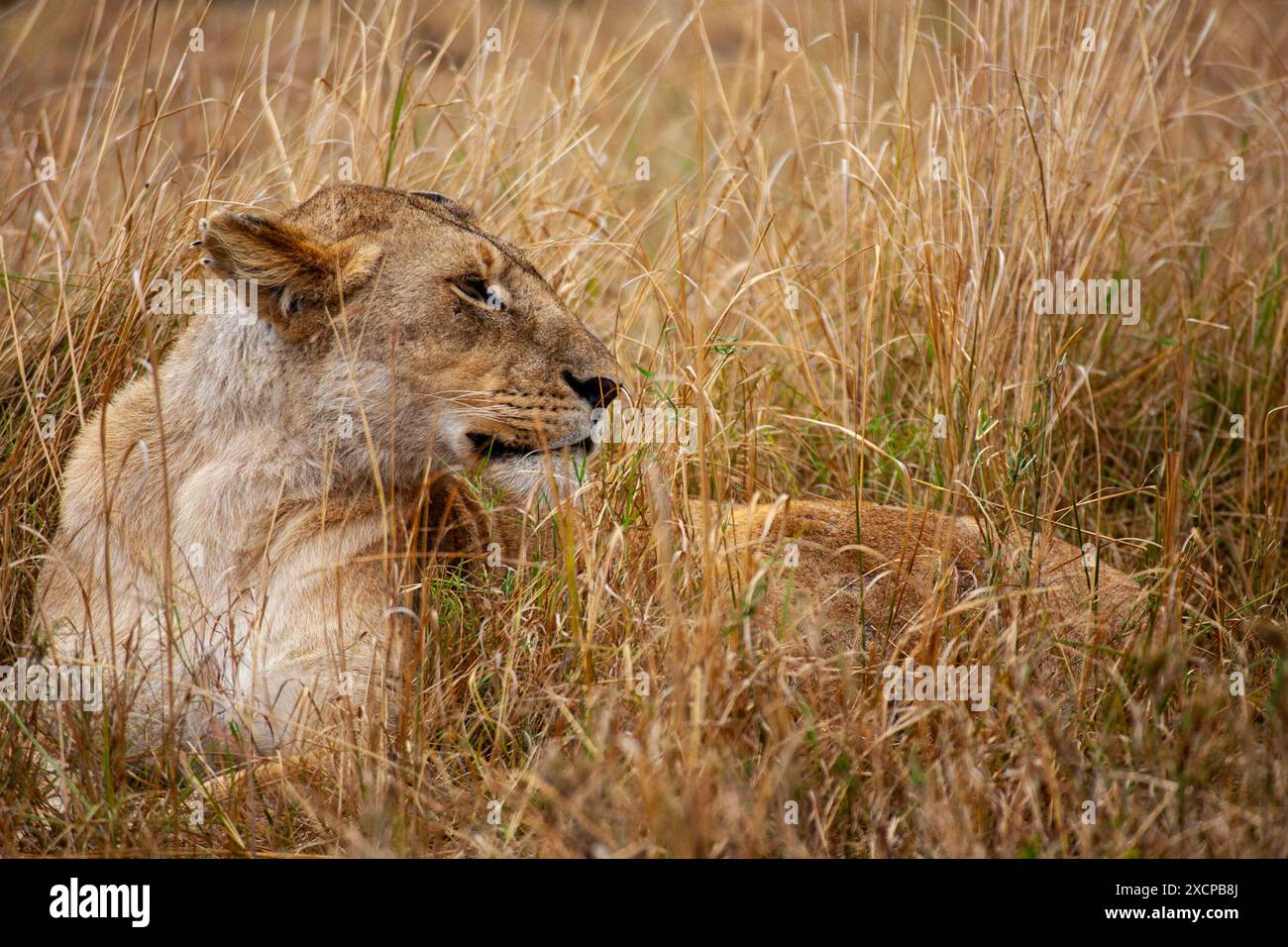Lioness head portrait Stock Photo - Alamy