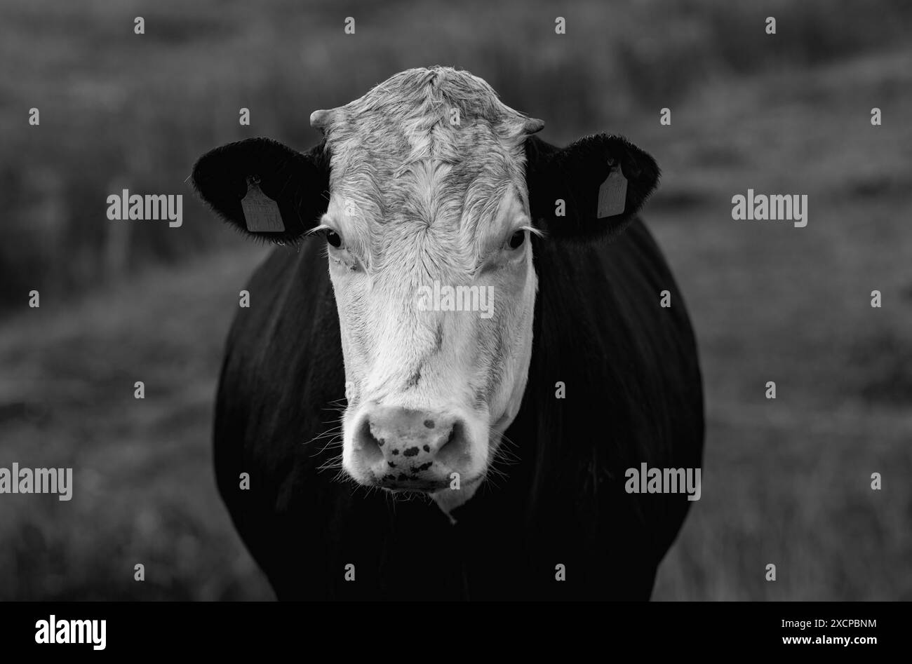 Holstein cow. Cows on a meadow during sunny day. Black and white Dutch ...
