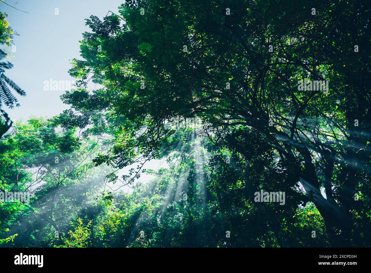 Bright sun rays break through the dense canopy of a lush green forest ...