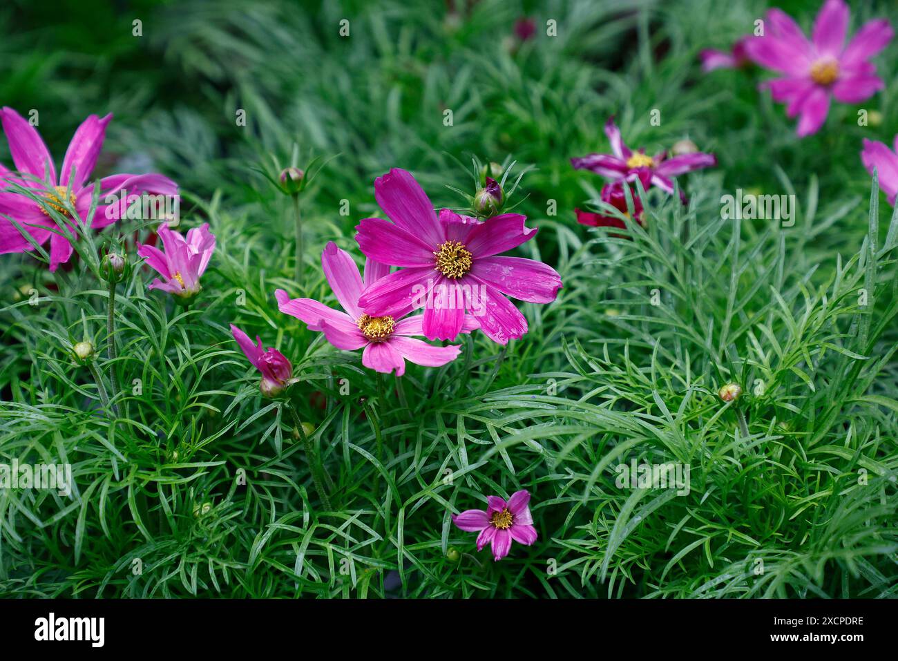 Closeup of the red flowers with a yellow centre of the annual garden ...