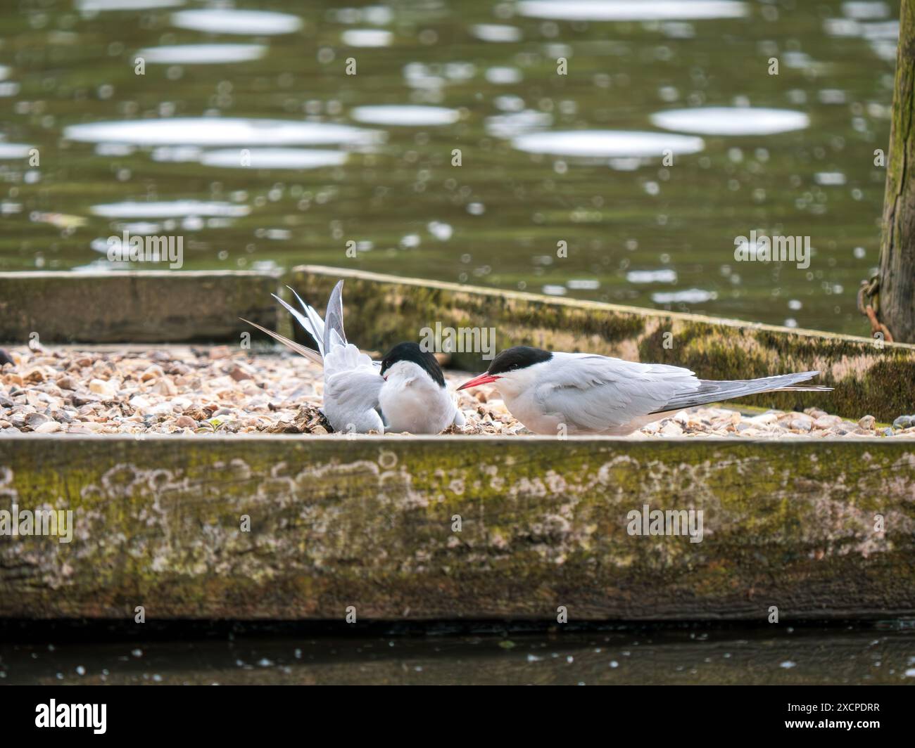 Male and Female Common Tern on a Nest Platform Stock Photo - Alamy