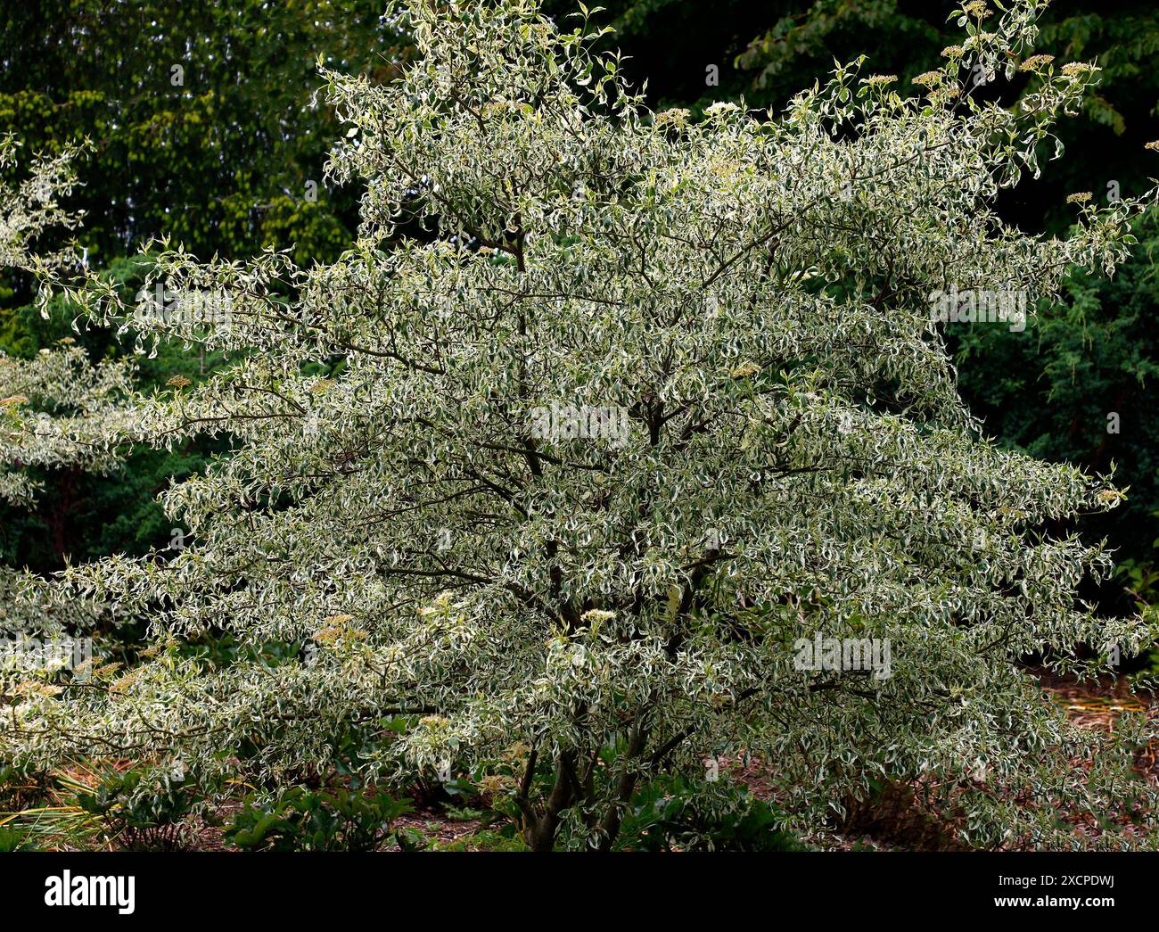 Closeup of the cream white and green variegated leaves of the perennial ...
