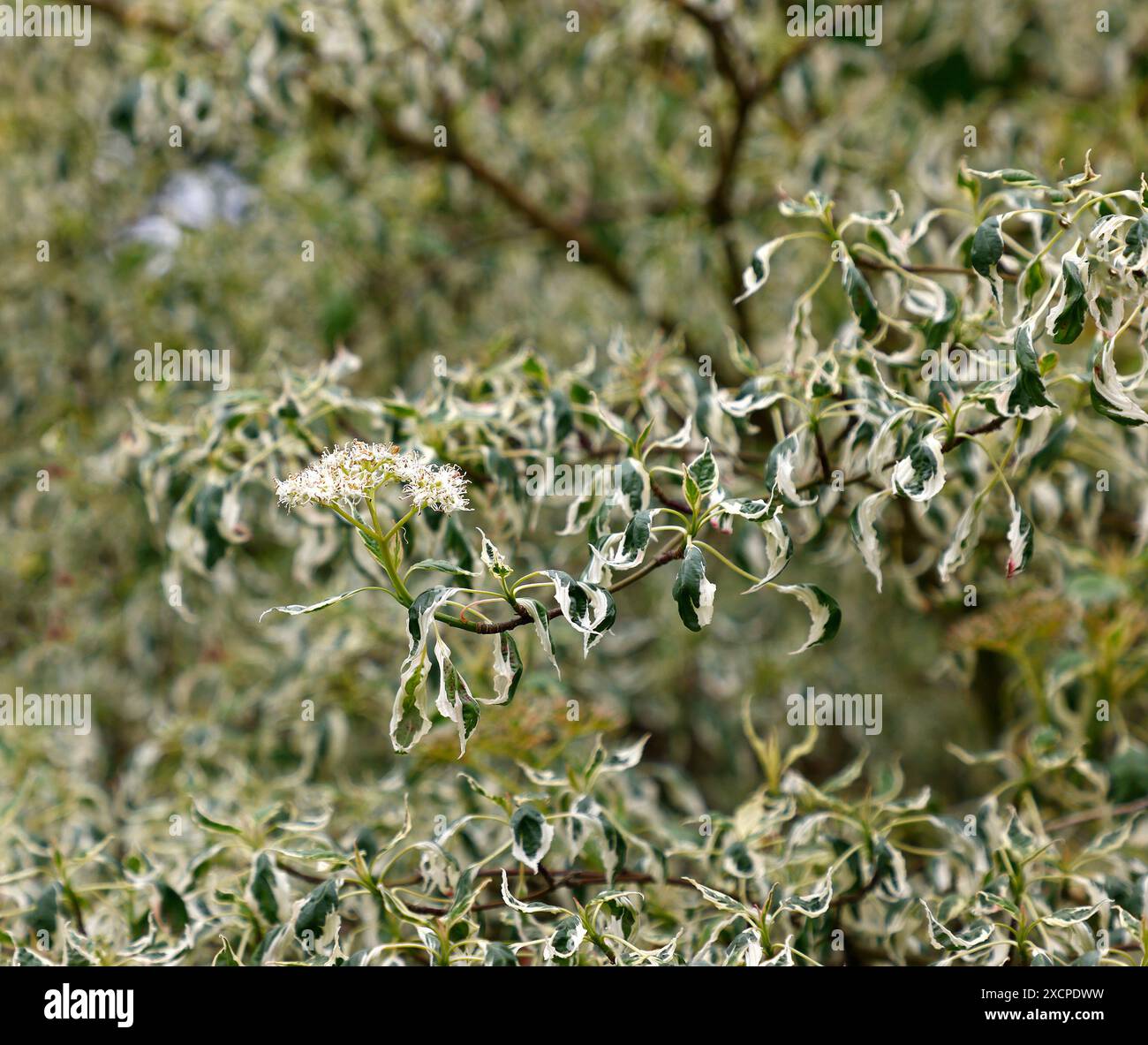 Closeup of the cream white and green variegated leaves of the perennial ...