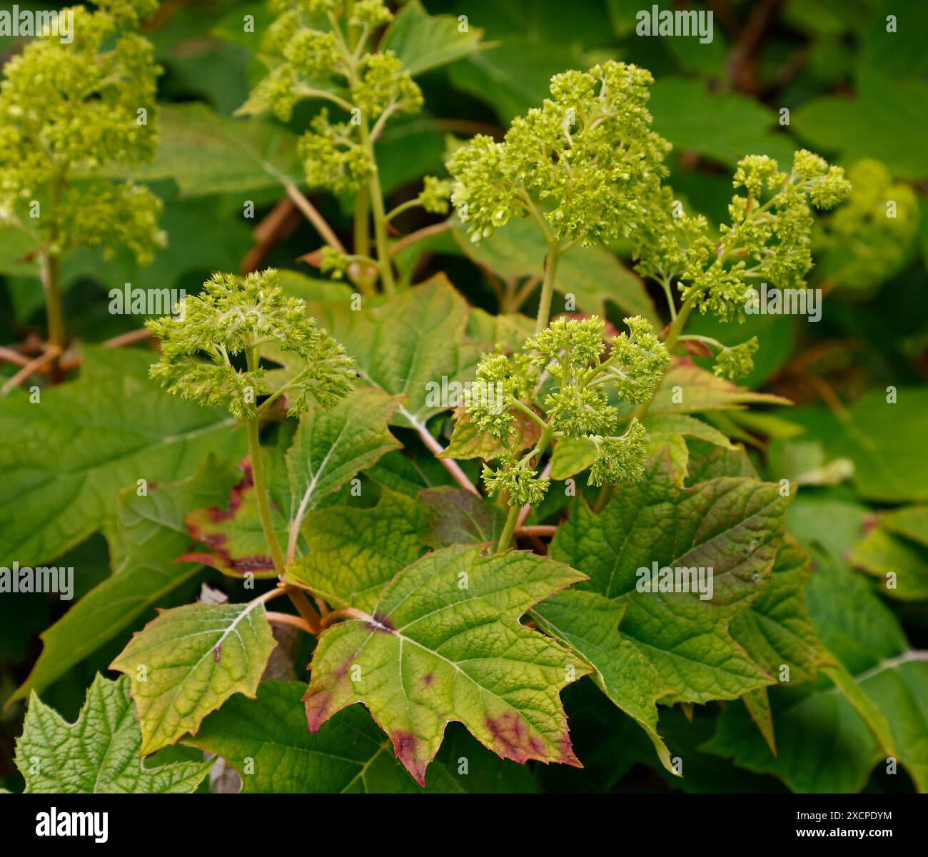 Hydrangea quercifolia harmony flower buds shrub hi-res stock ...