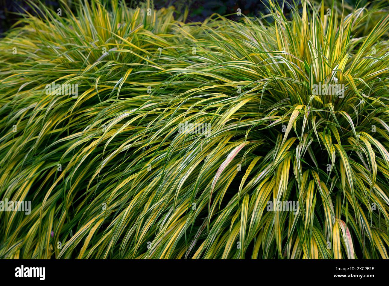 Variegated perennial groundcover plant hi-res stock photography and ...