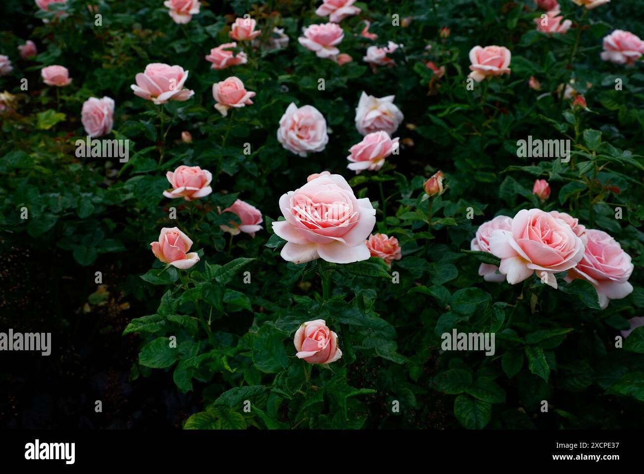 Closeup of the pink flower of the repeat flowering hybrid tea garden ...