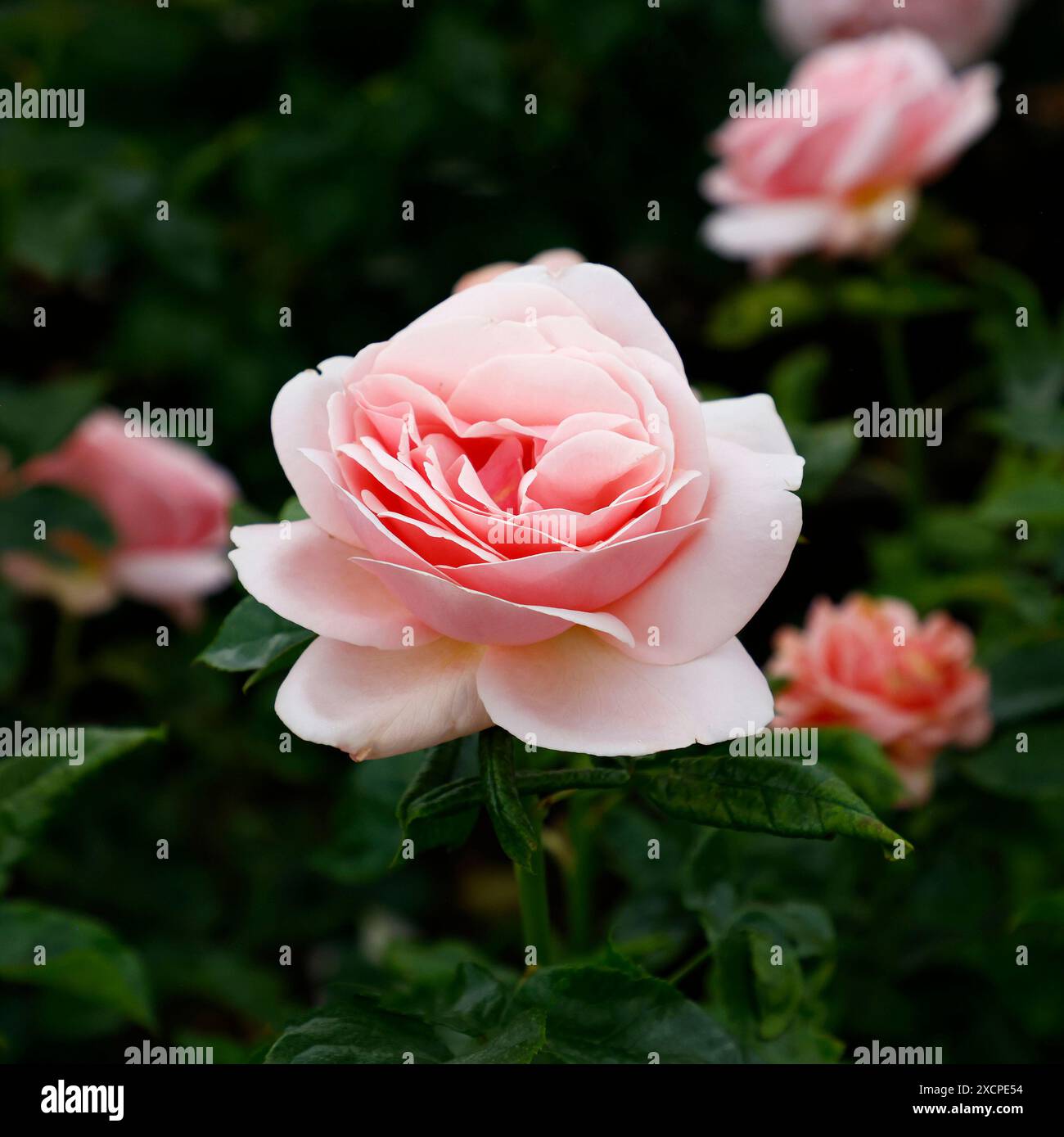 Closeup of the pink flower of the repeat flowering hybrid tea garden ...