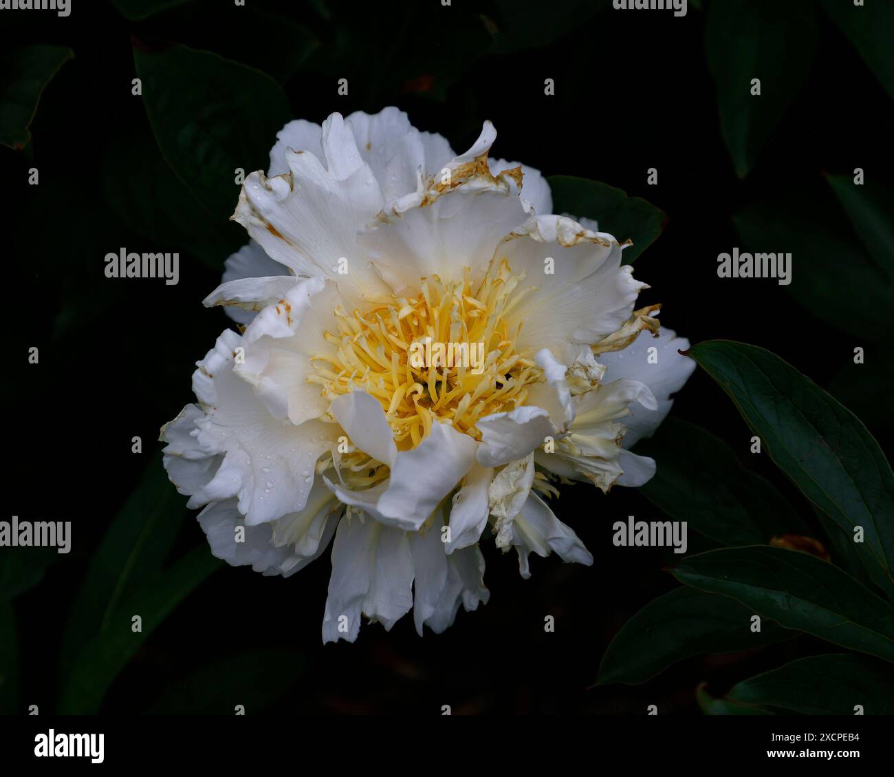 Closeup of the white flower of the double flowering herbaceous ...