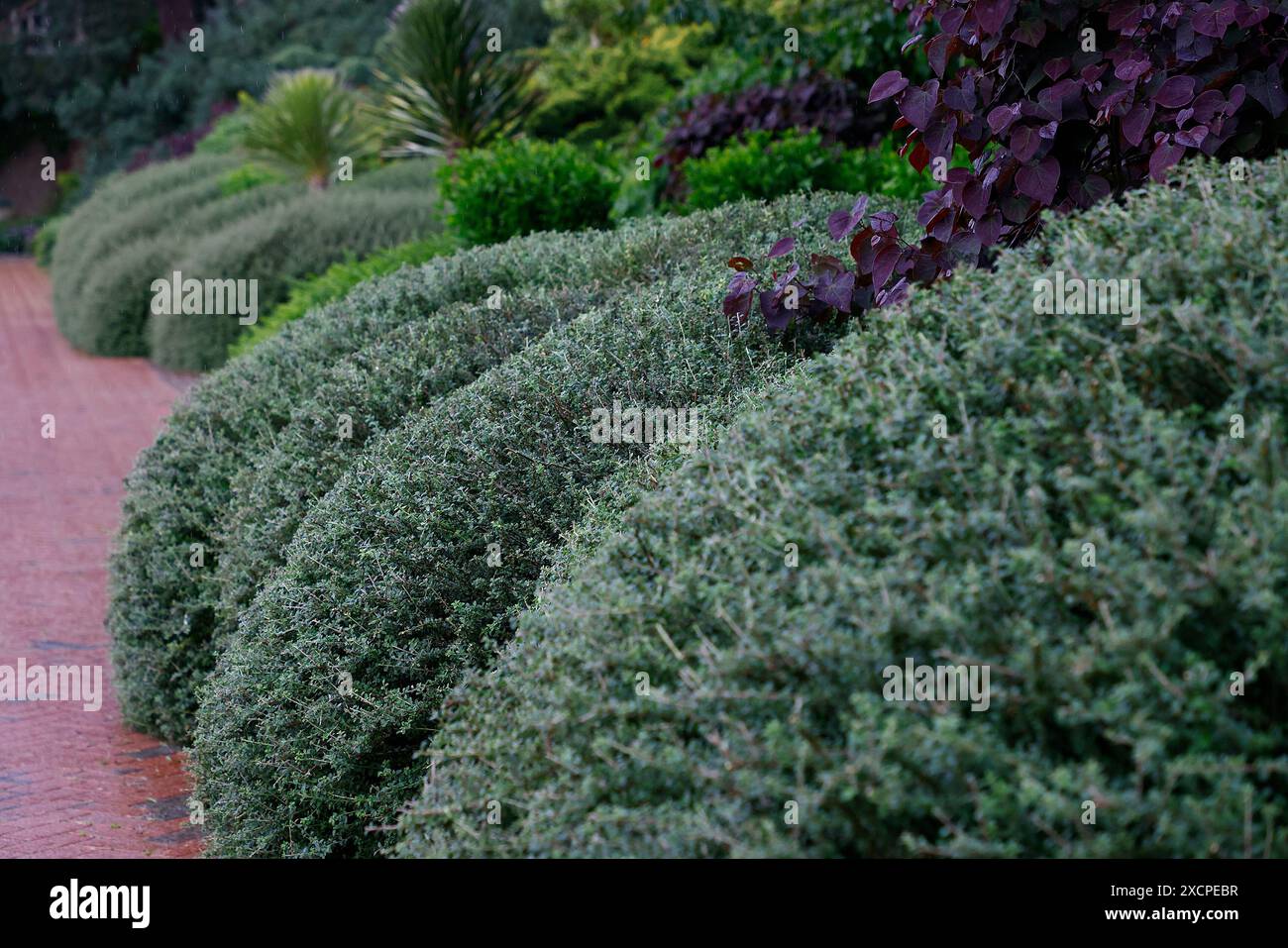 Lonicera nitida topiary hi-res stock photography and images - Alamy