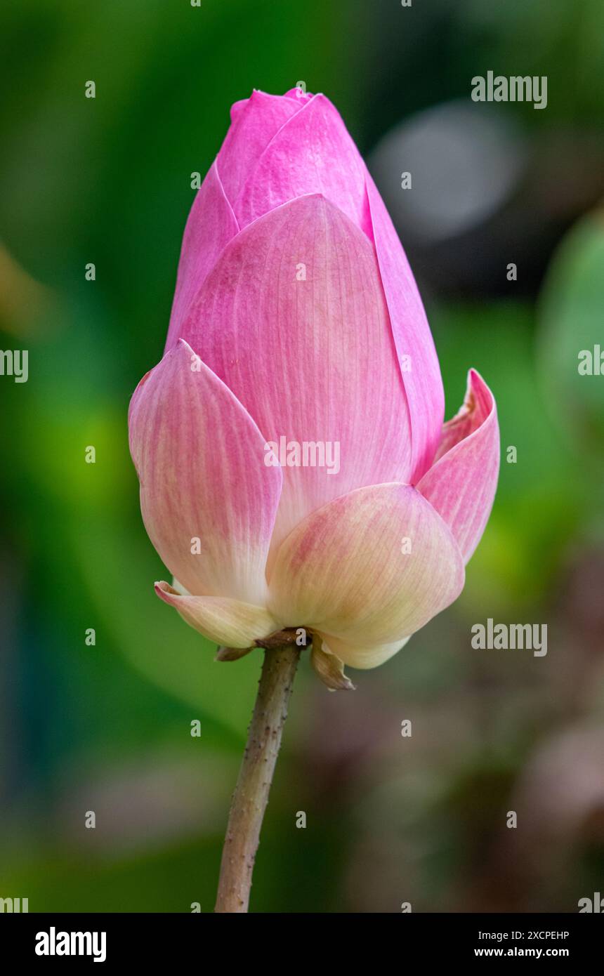 Nymphaeaceae Seeds 30 Water Lilies (Nymphaeaceae) Ideas | Water