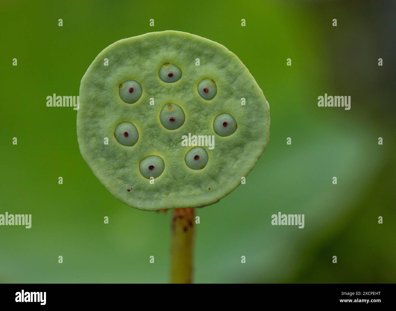 Water lily seed pod flower hi-res stock photography and images - Alamy