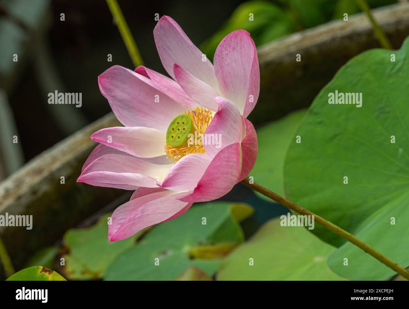 water lily. Nymphaeaceae Stock Photo - Alamy