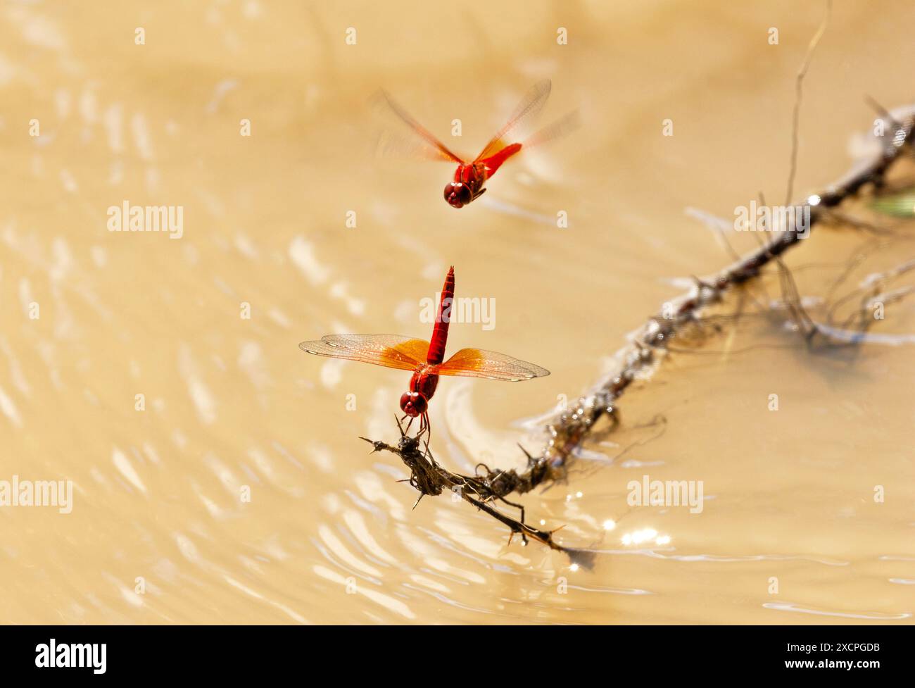 The Orange-winged Dropwing is a brilliantly coloured dragonfly the ...