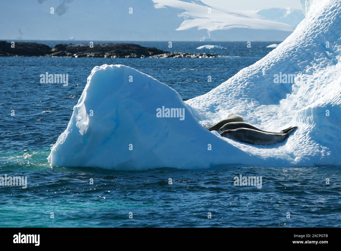 Weddel seals on iceberg, Antarctica Stock Photo - Alamy