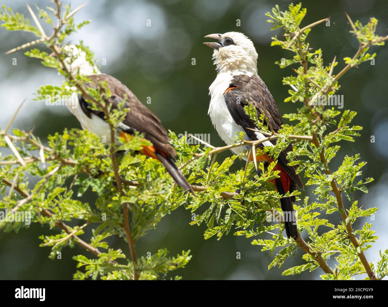 White-headed Buffalo-Weavers live in extended families and are co ...