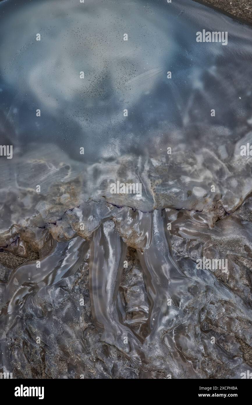 Forms of jellyfish on beach hi-res stock photography and images - Alamy