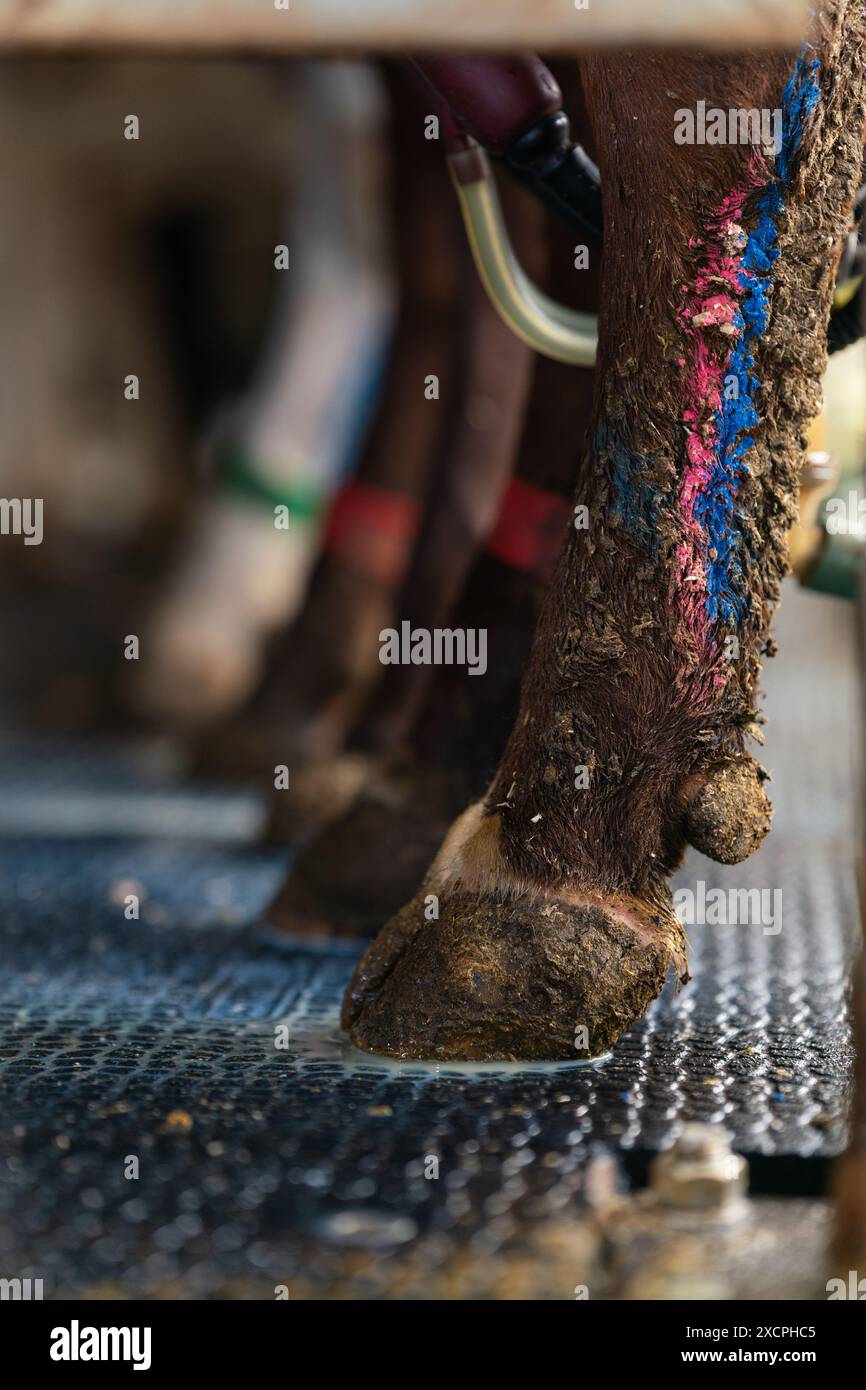 A close-up of cow hooves in a milking parlor with colored markings on ...