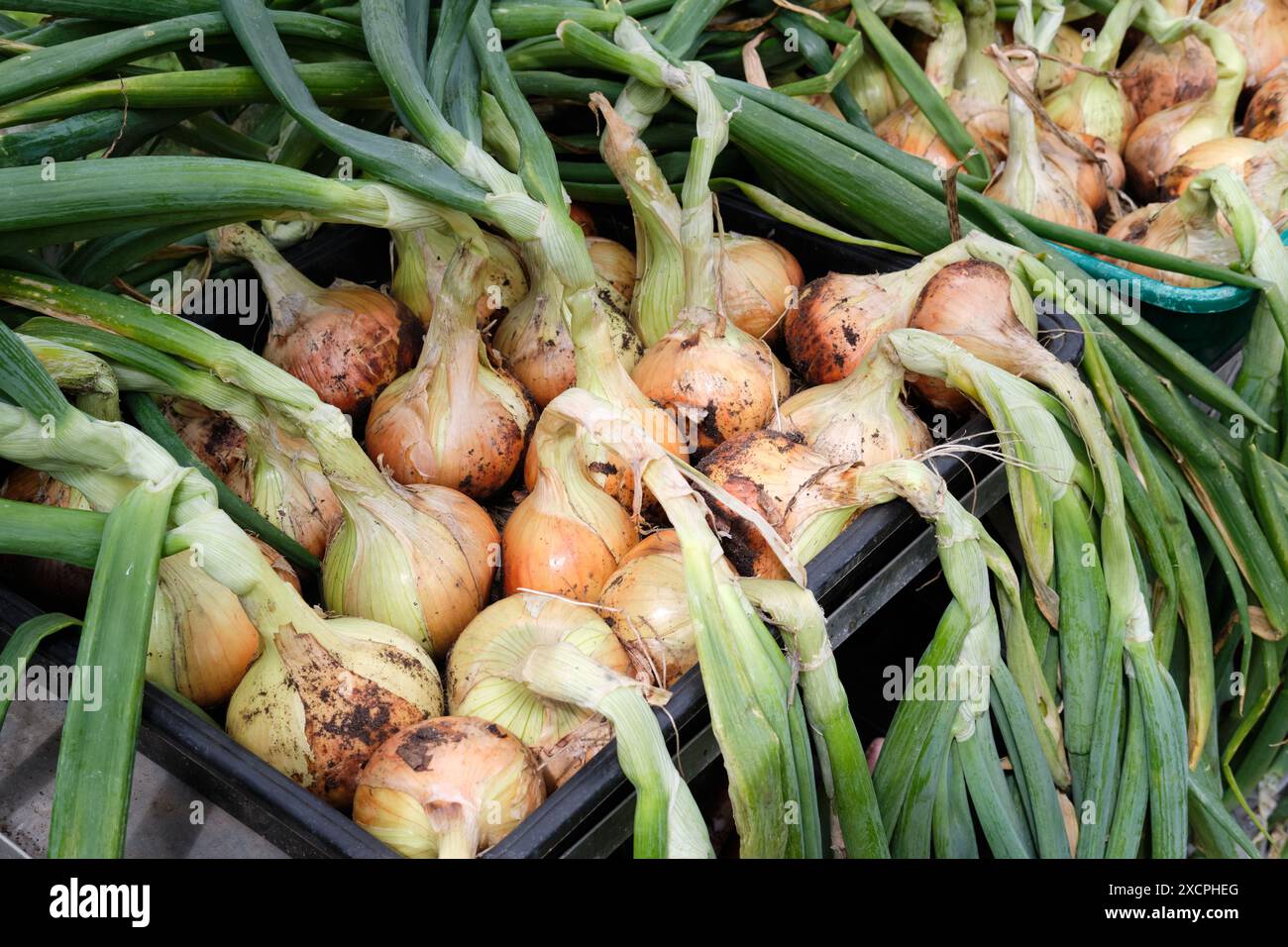 From vegetable garden hi-res stock photography and images - Alamy