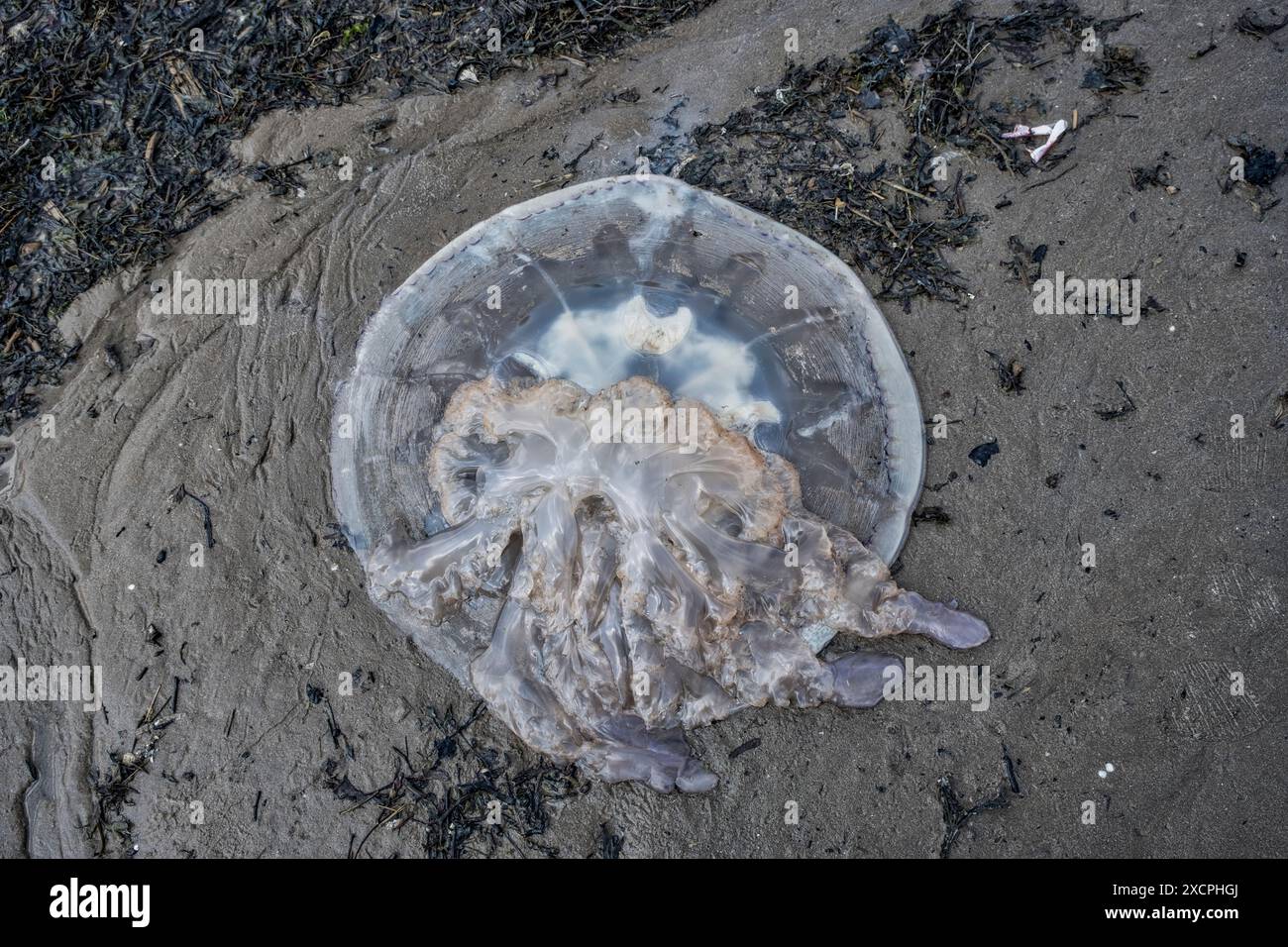Forms of jellyfish on beach hi-res stock photography and images - Alamy