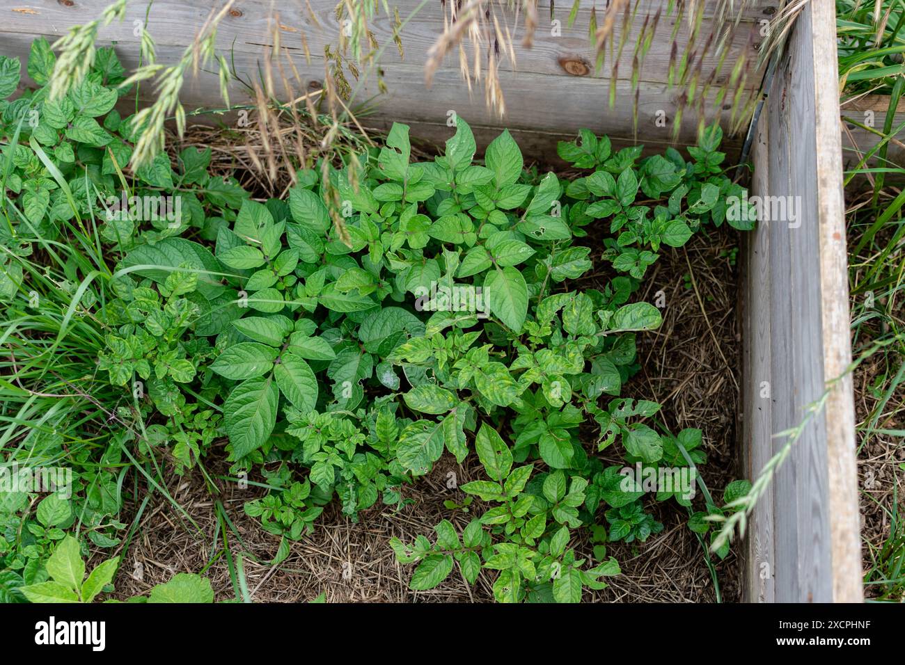 Potato above ground under mulch, growing, solanum tuberosum Stock Photo ...