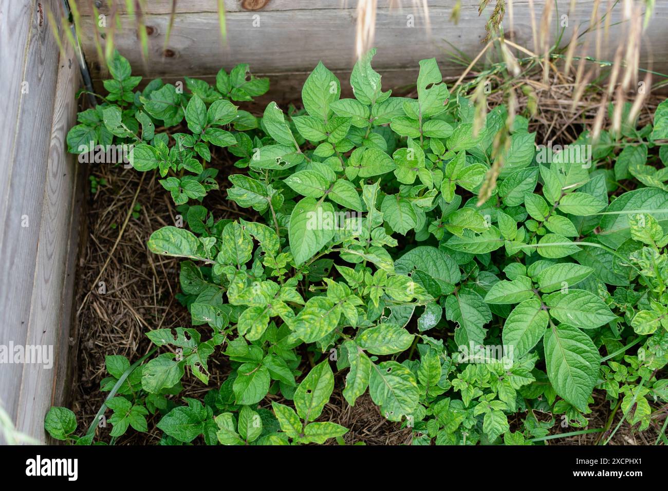 Potato above ground under mulch, growing, solanum tuberosum Stock Photo ...