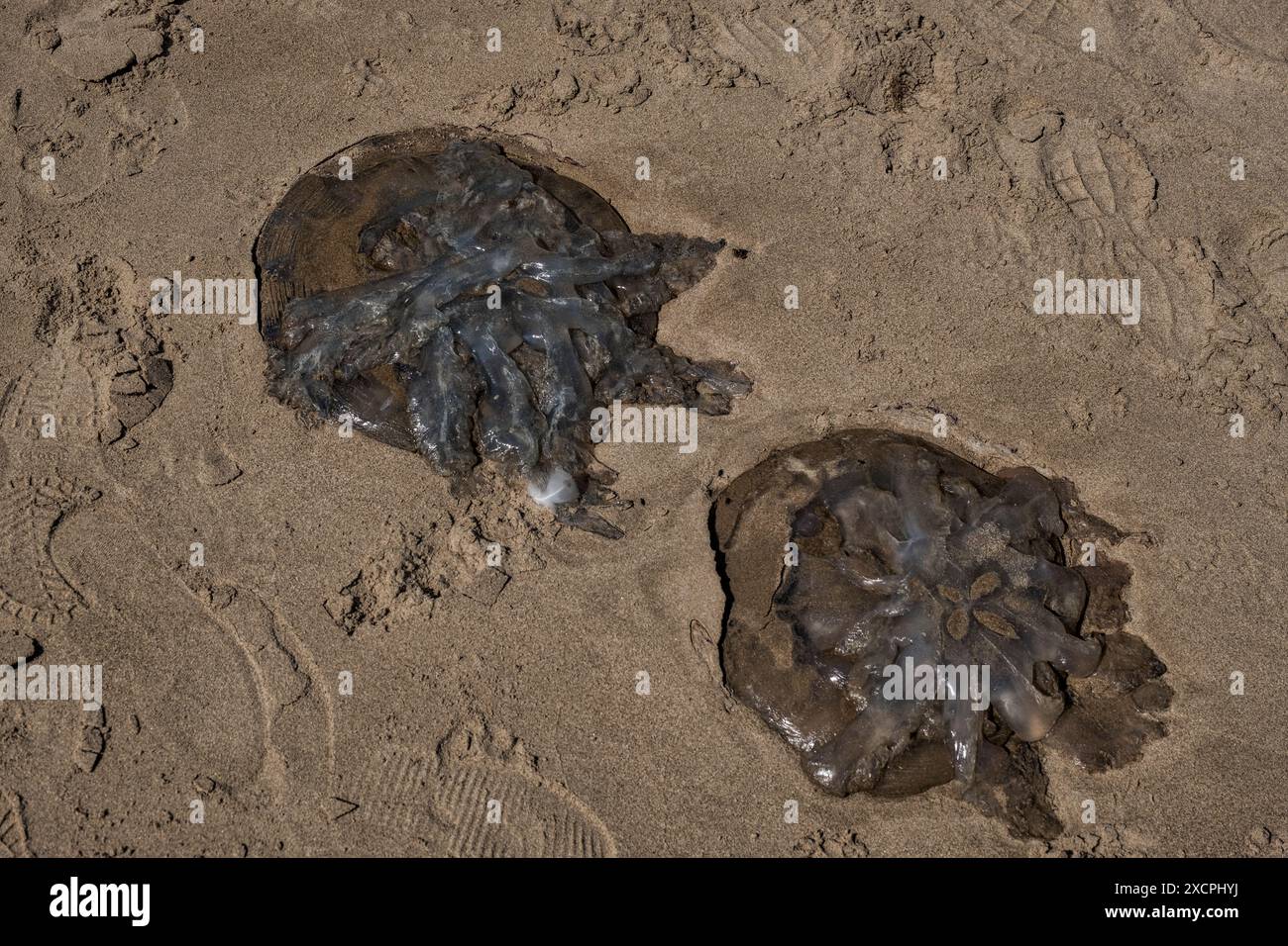 Jellyfish on beach of Tenby, Wales, UK Stock Photo - Alamy