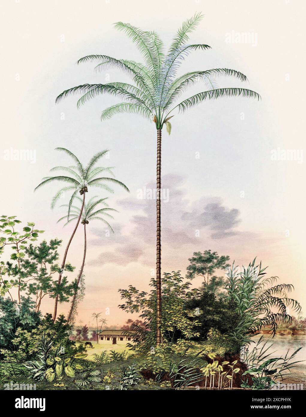 Beautiful Palm Landscape: Botanical palm tree illustration in their ...
