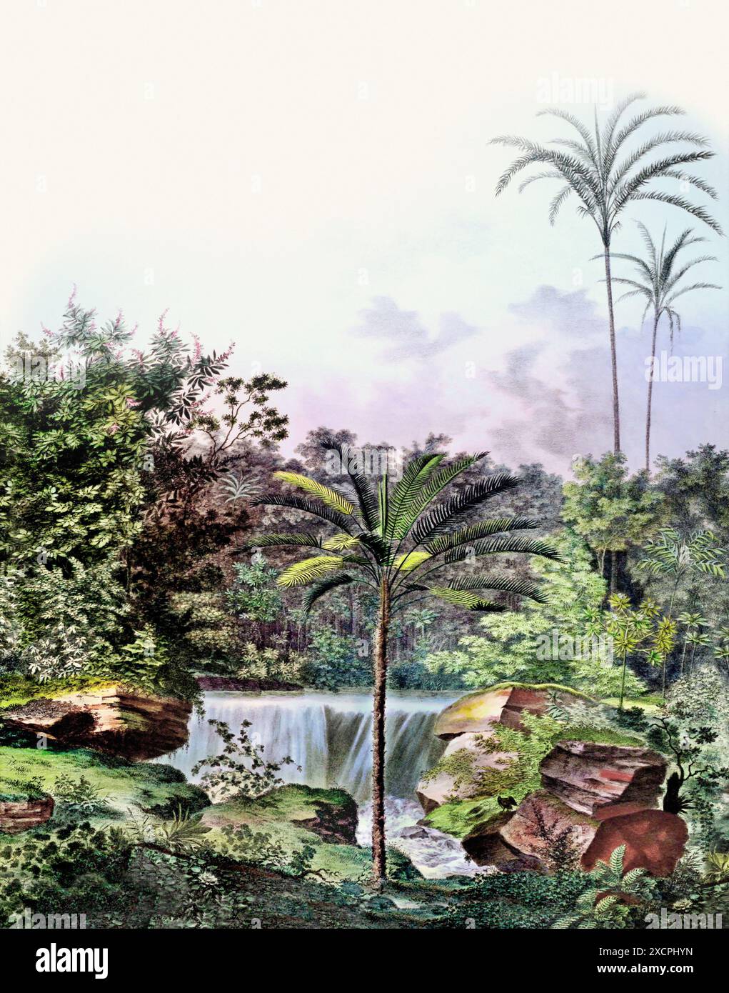 Beautiful Palm Landscape: Botanical palm tree illustration in their ...