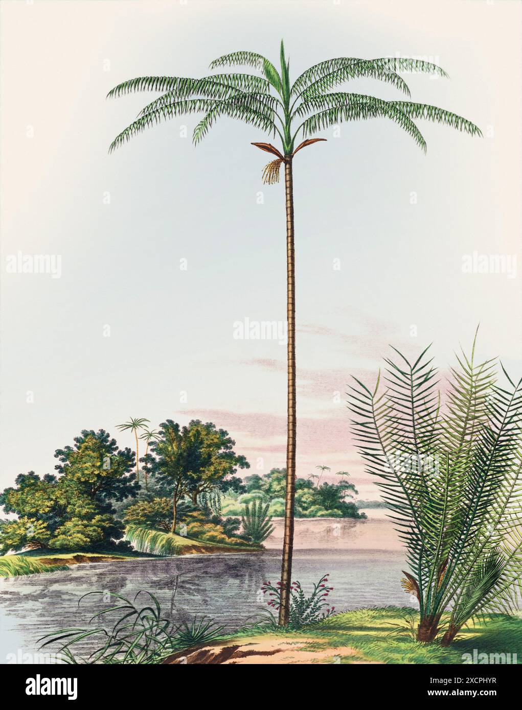 Beautiful Palm Landscape: Botanical palm tree illustration in their ...