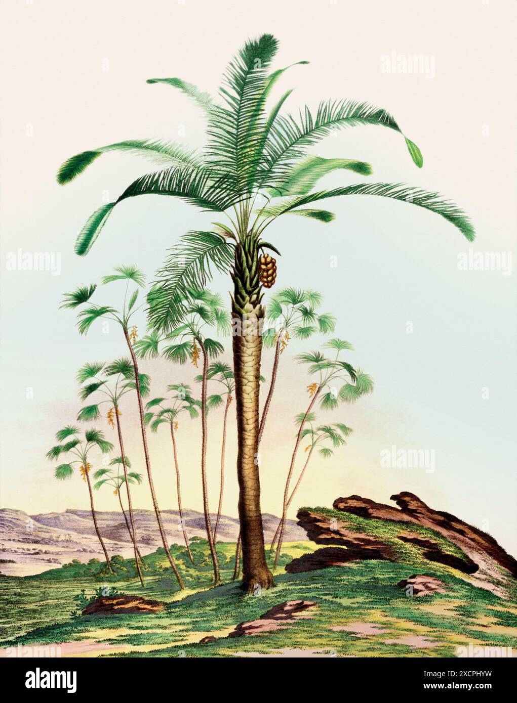 Beautiful Palm Landscape: Botanical palm tree illustration in their ...