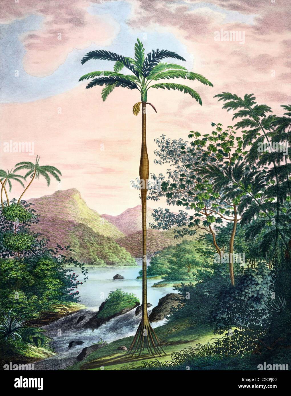 Beautiful Palm Landscape: Botanical palm tree illustration in their ...